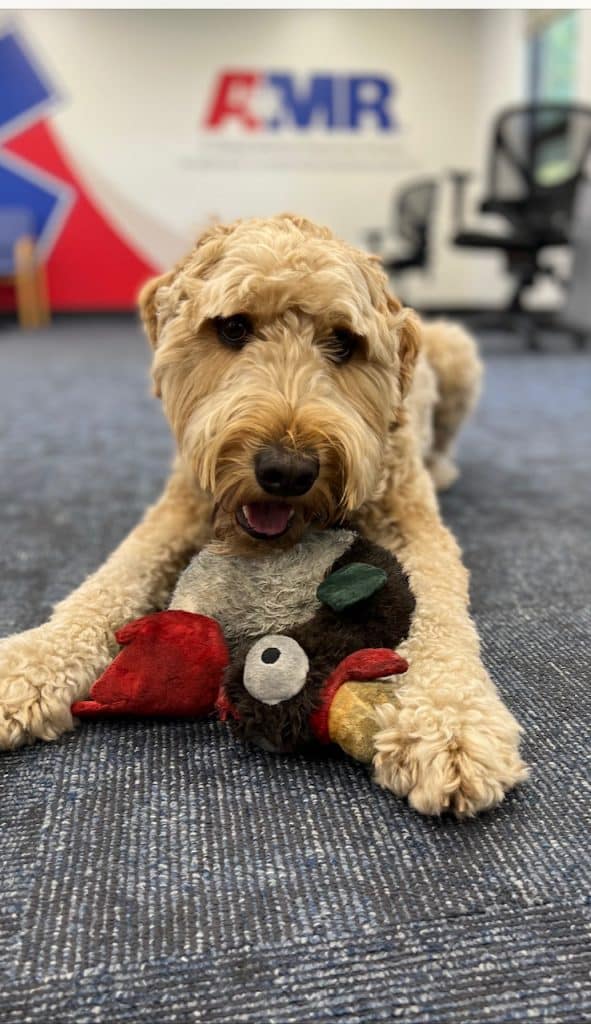 AMR’s therapy dog provides smiles, comfort to first responders - The ...